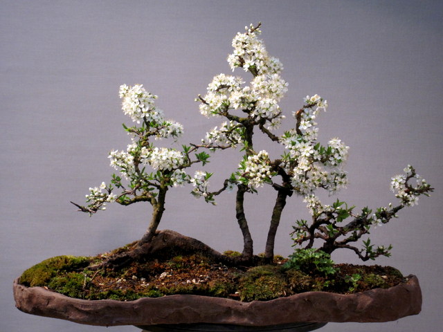 Westerwald- Bonsai - Der Weg einer Weide